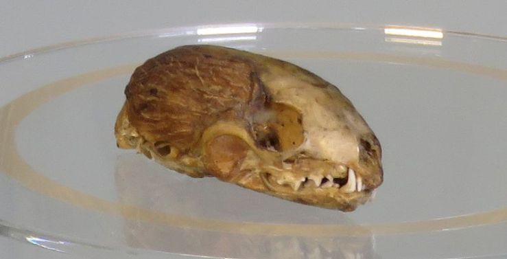 The Stoat – A “Furry Venomous Snake” – Archaeology of Folk Religion